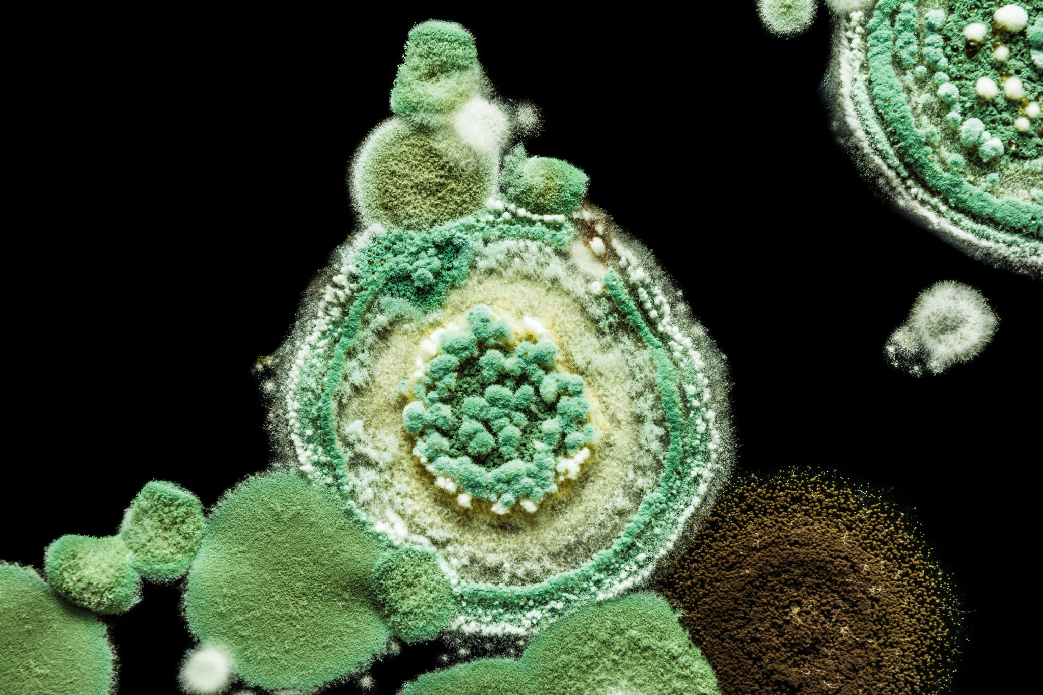 The Biology of Mold | Bactronix