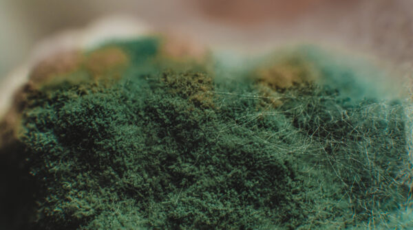 Does the Color of Mold Matter? | Bactronix