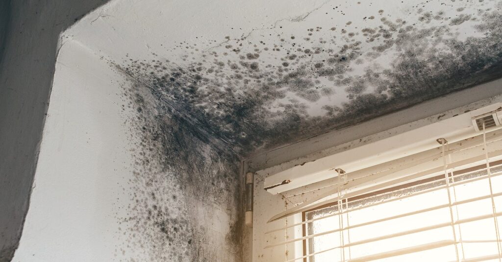 How to Get Rid of Black Mold in Pittsburgh: Complete Guide 2025